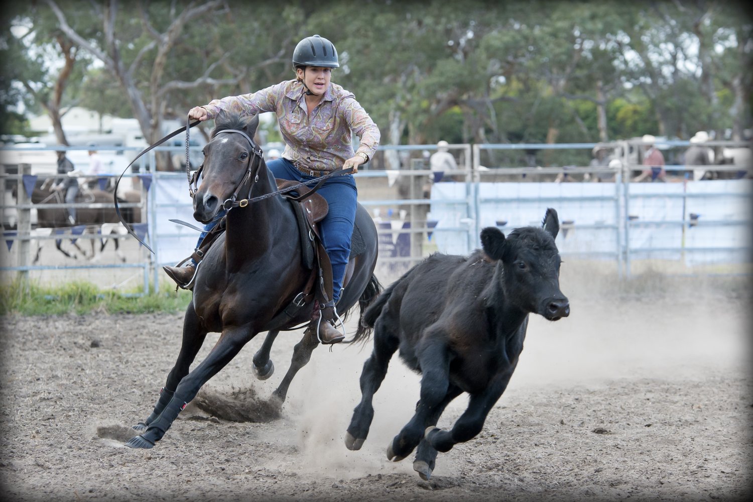 Galleries - Horses - Campdrafting - Shadows Farm Photography