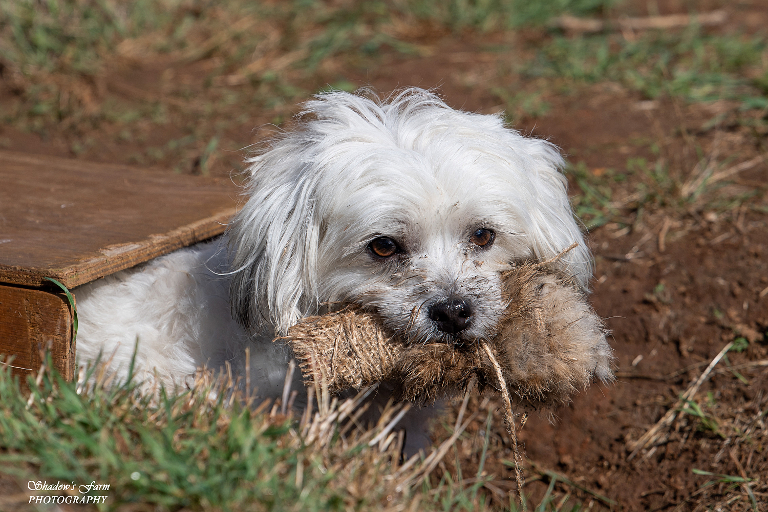 2023 EARTH DOGS 29TH & 30TH APRIL - Galleries - Dogs - Shadows Farm ...