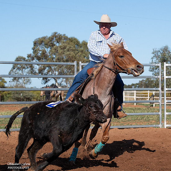 Galleries - Horses - RANCH SORTING - Shadows Farm Photography