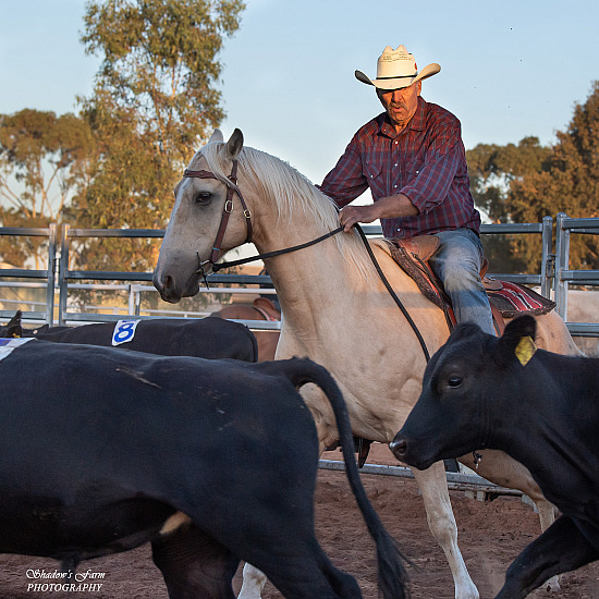 Galleries - Horses - RANCH SORTING - Shadows Farm Photography