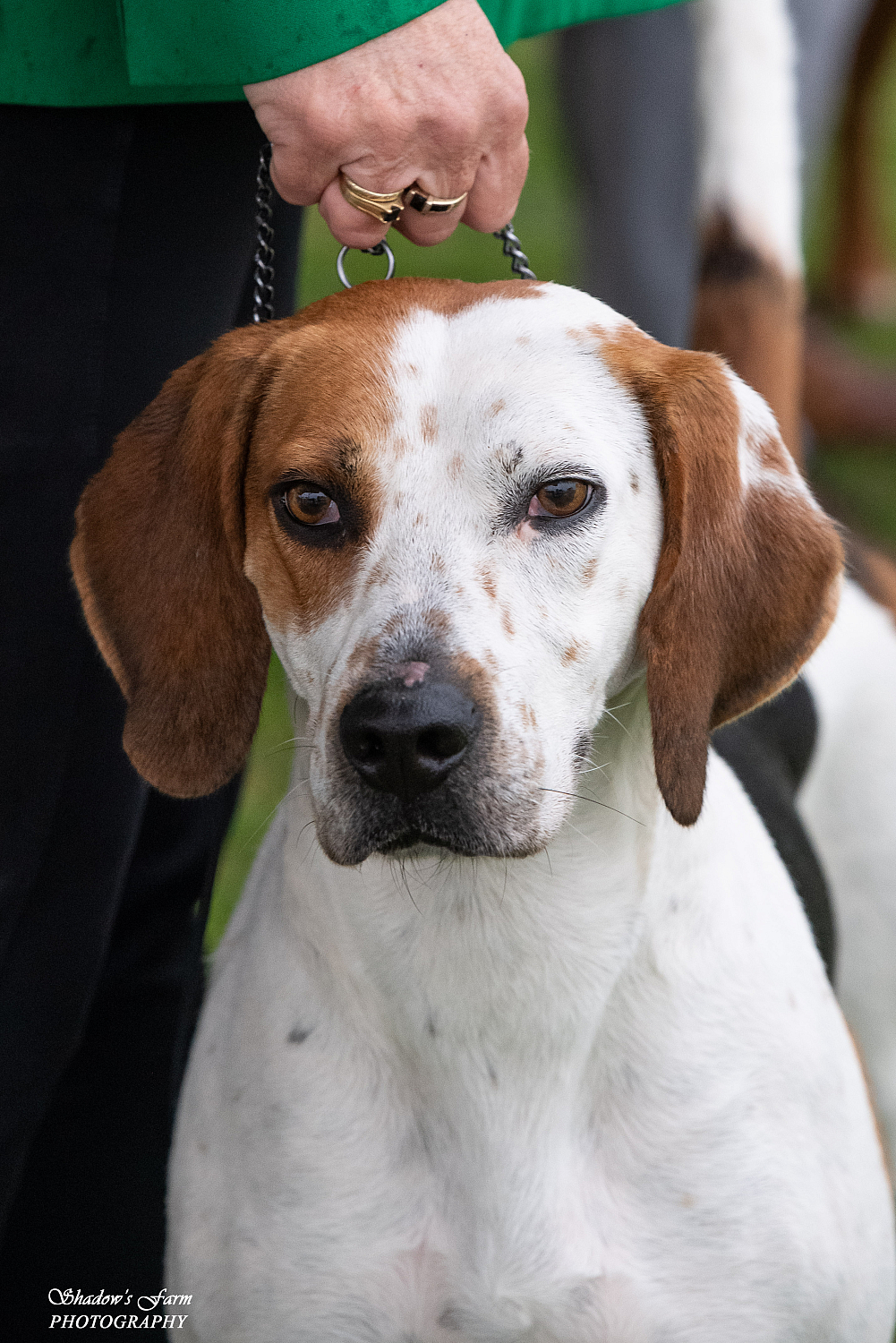 2024 HOUND CLUB OF SA CHAMP SHOW 30TH MAY - Galleries - Dogs - Shows ...